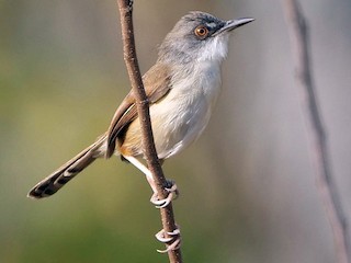 Rufescent Prinia - eBird