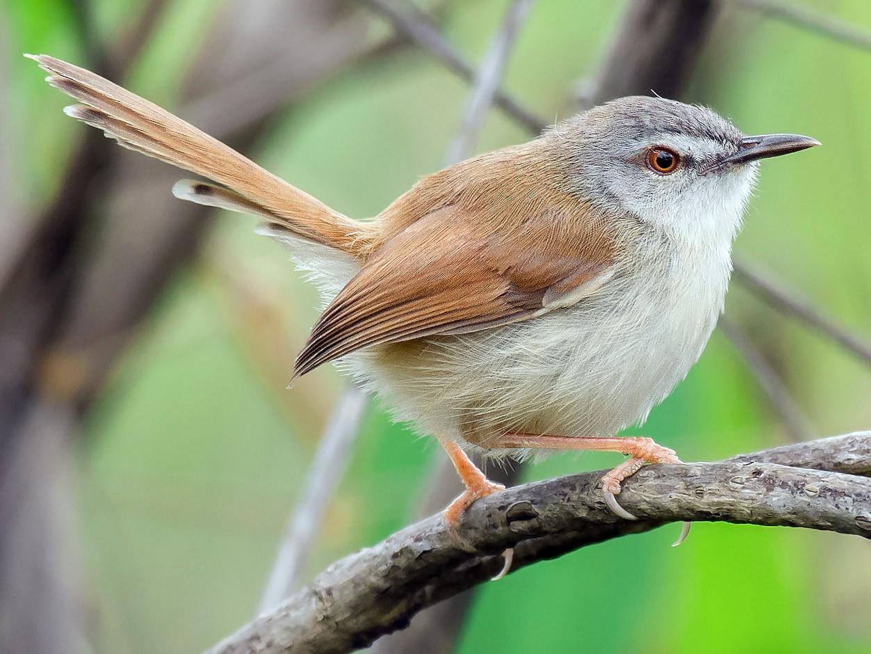 Rufescent Prinia - eBird