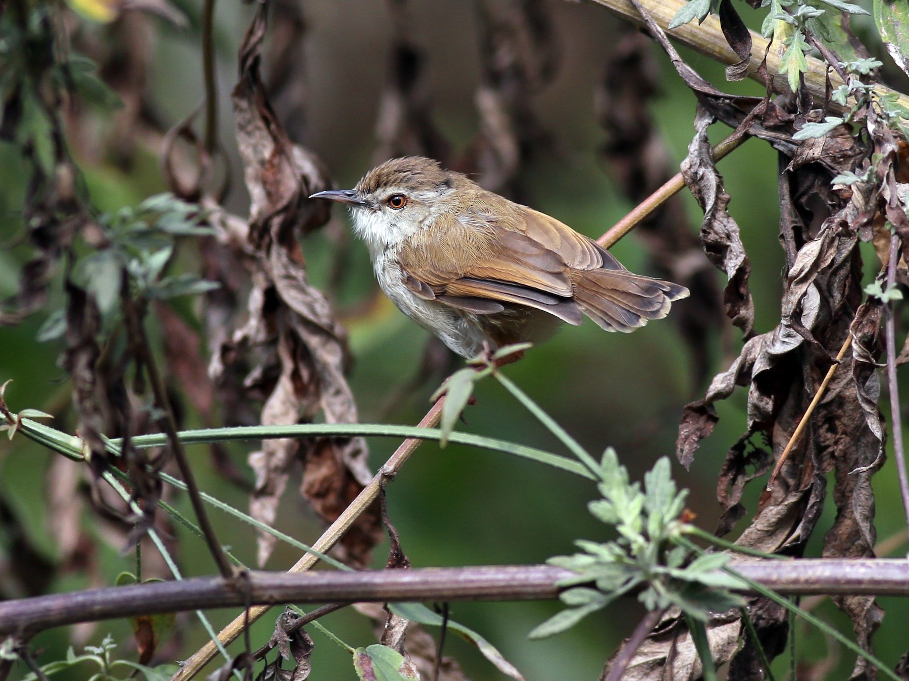 Rufescent Prinia - eBird