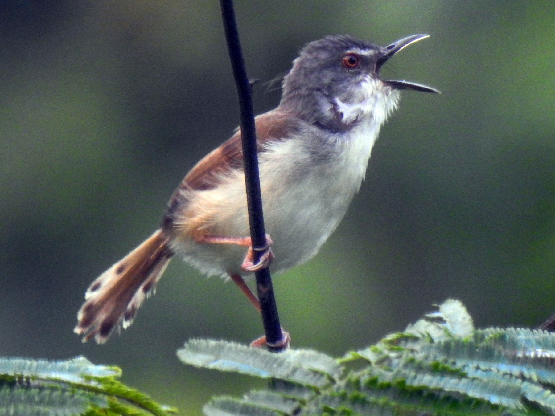 Rufescent Prinia - eBird