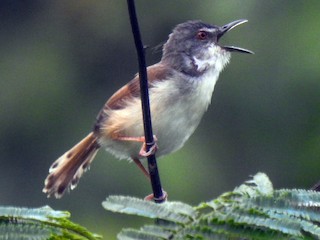 Rufescent Prinia - eBird