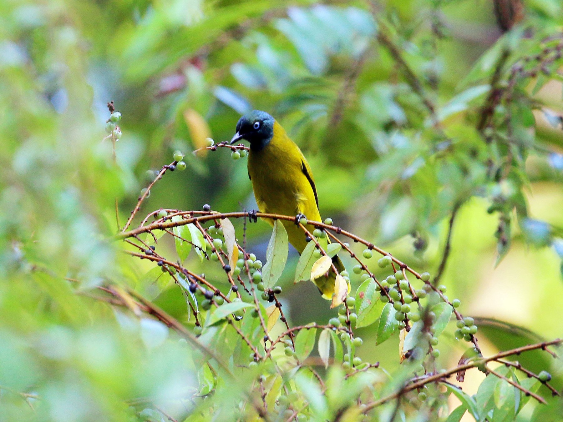 Black-headed Bulbul - eBird