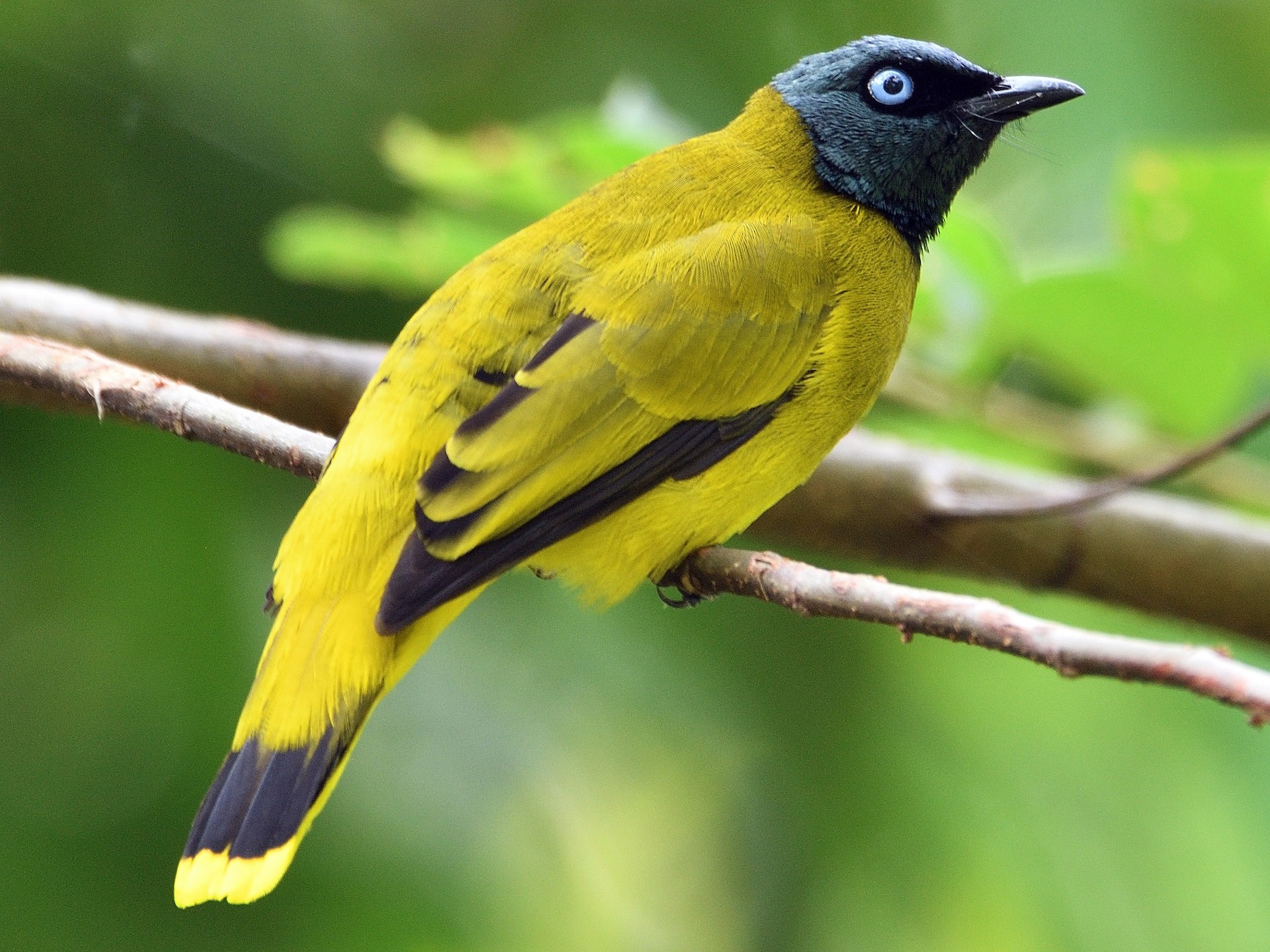 Black-headed Bulbul - eBird