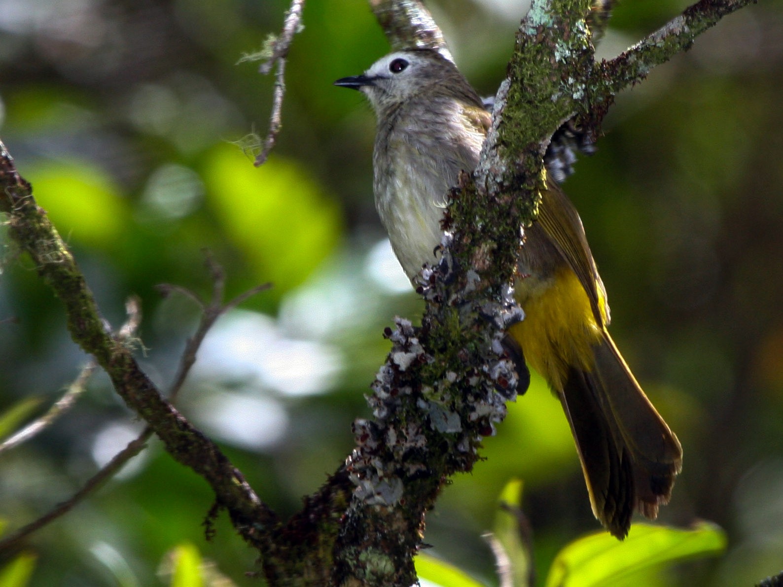 Flavescent Bulbul - eBird