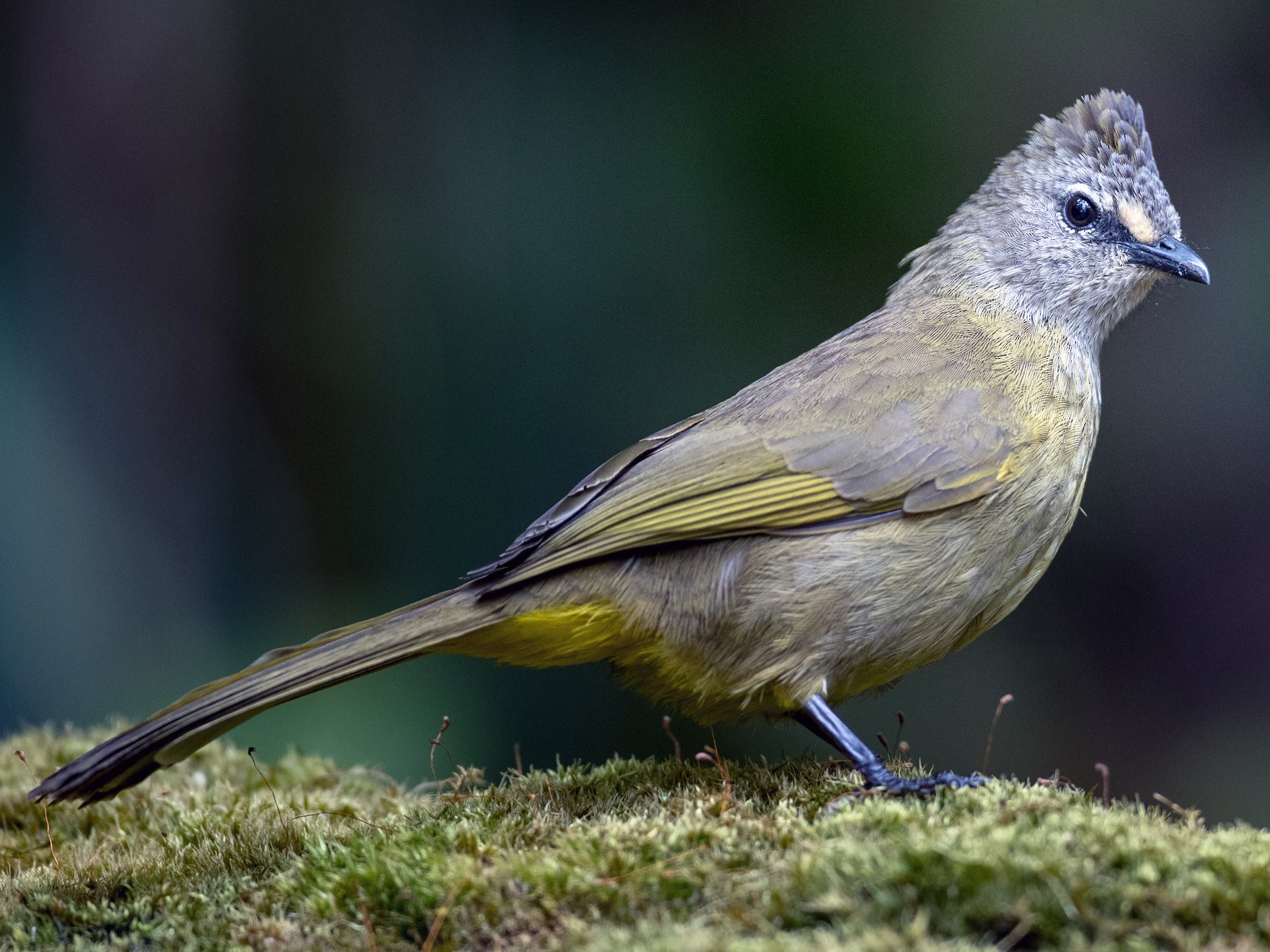 Flavescent Bulbul - eBird