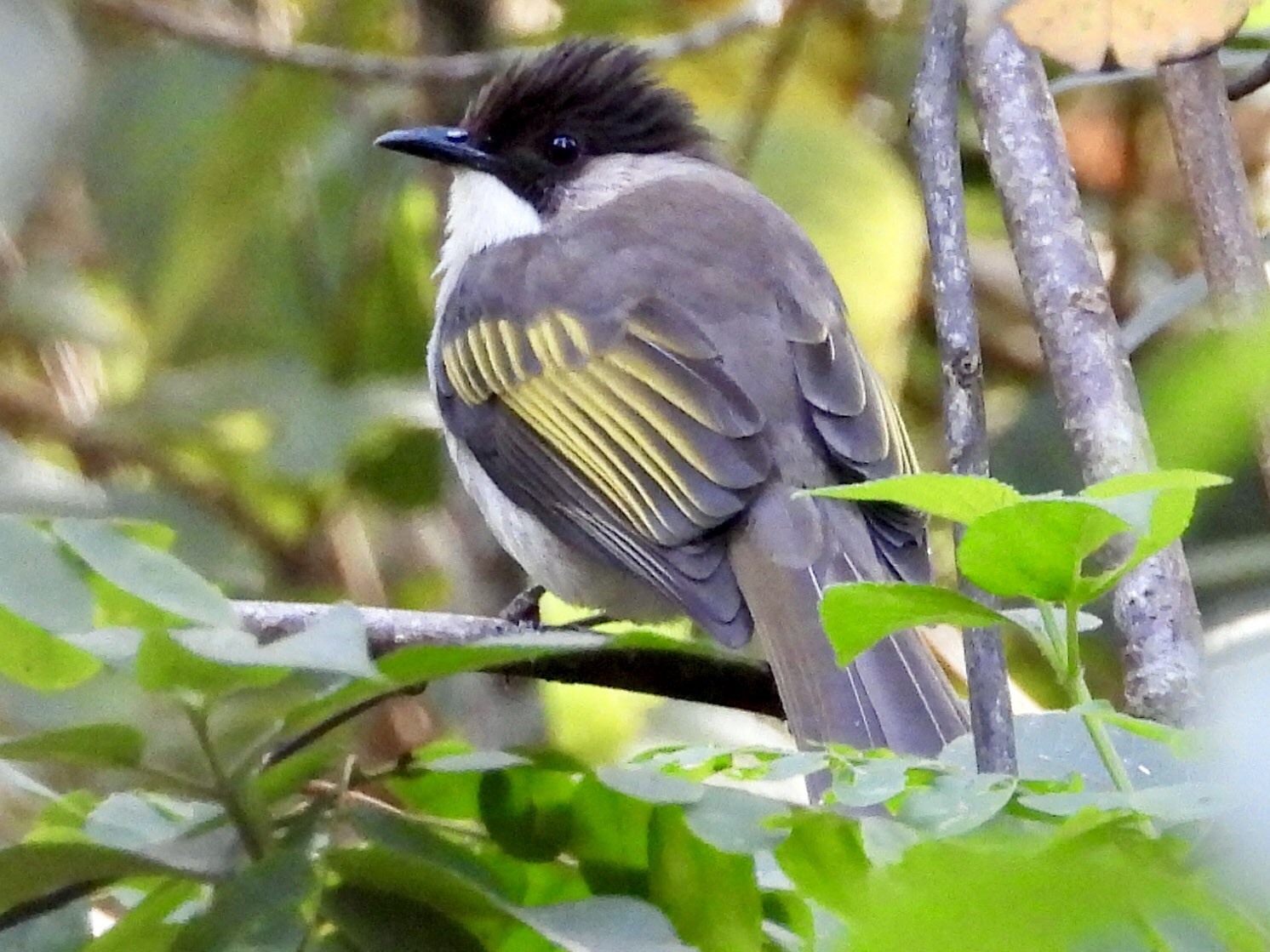 Ashy Bulbul - eBird