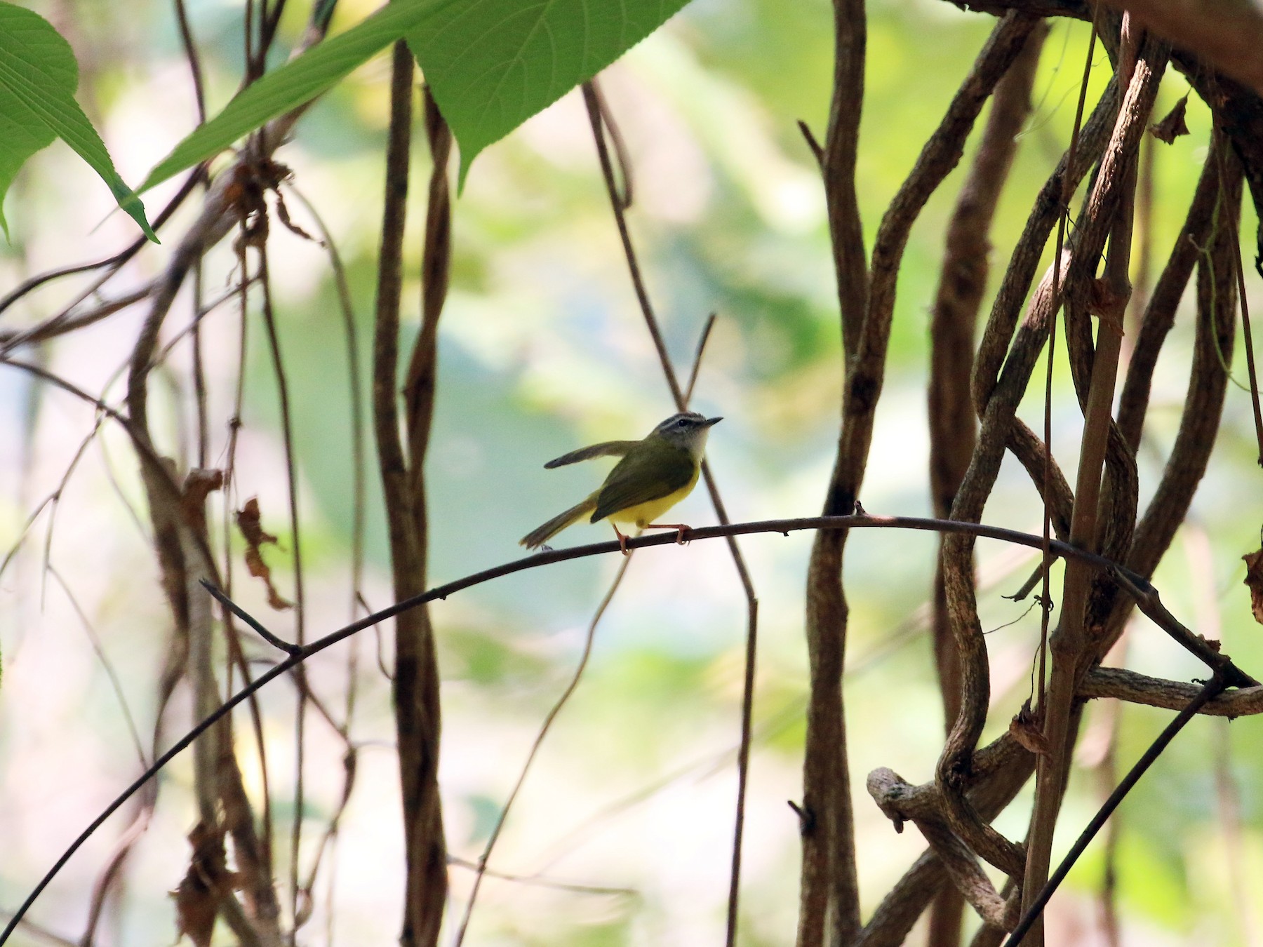 Yellow-bellied Warbler - eBird