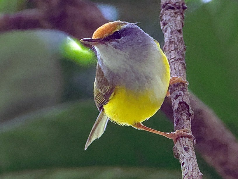 Mountain Tailorbird - eBird