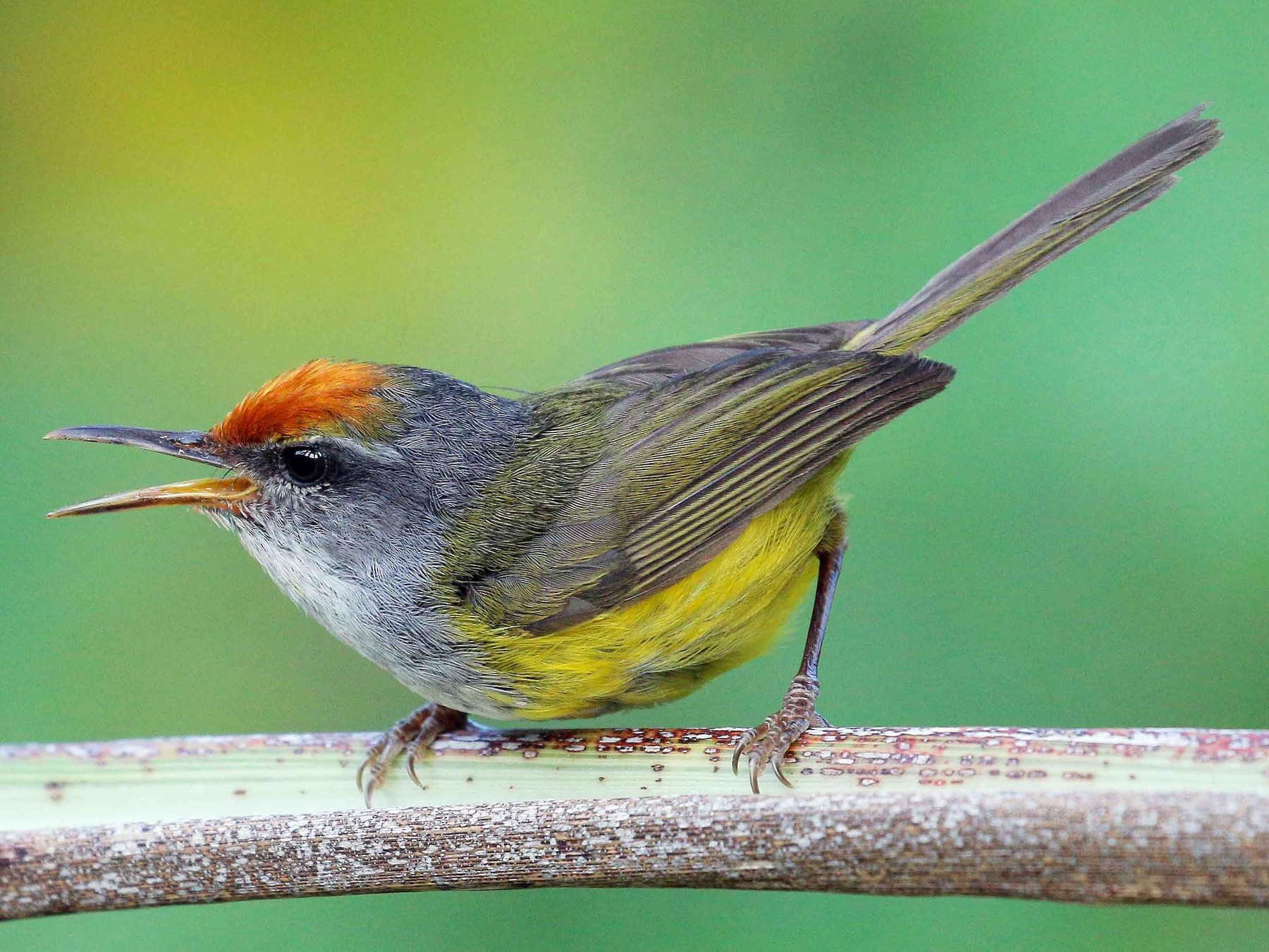 Mountain Tailorbird - eBird