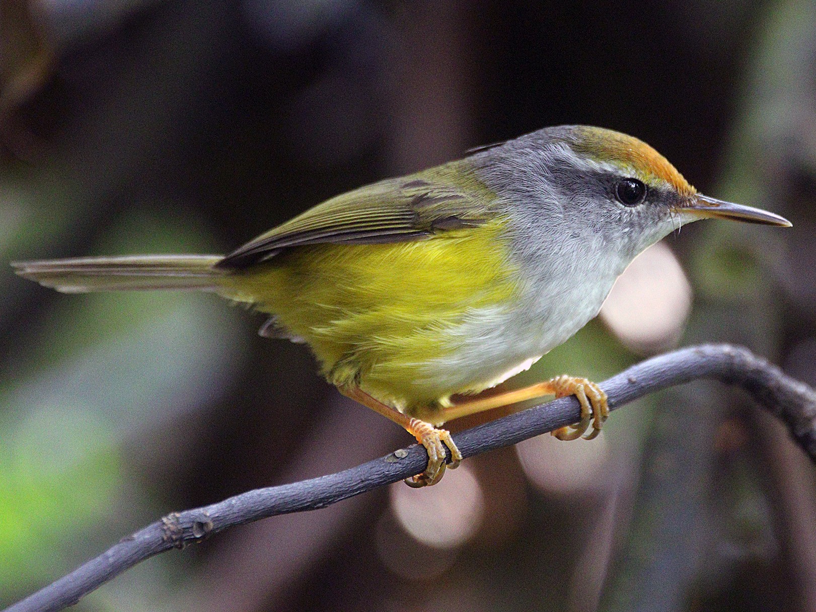 Mountain Tailorbird - eBird