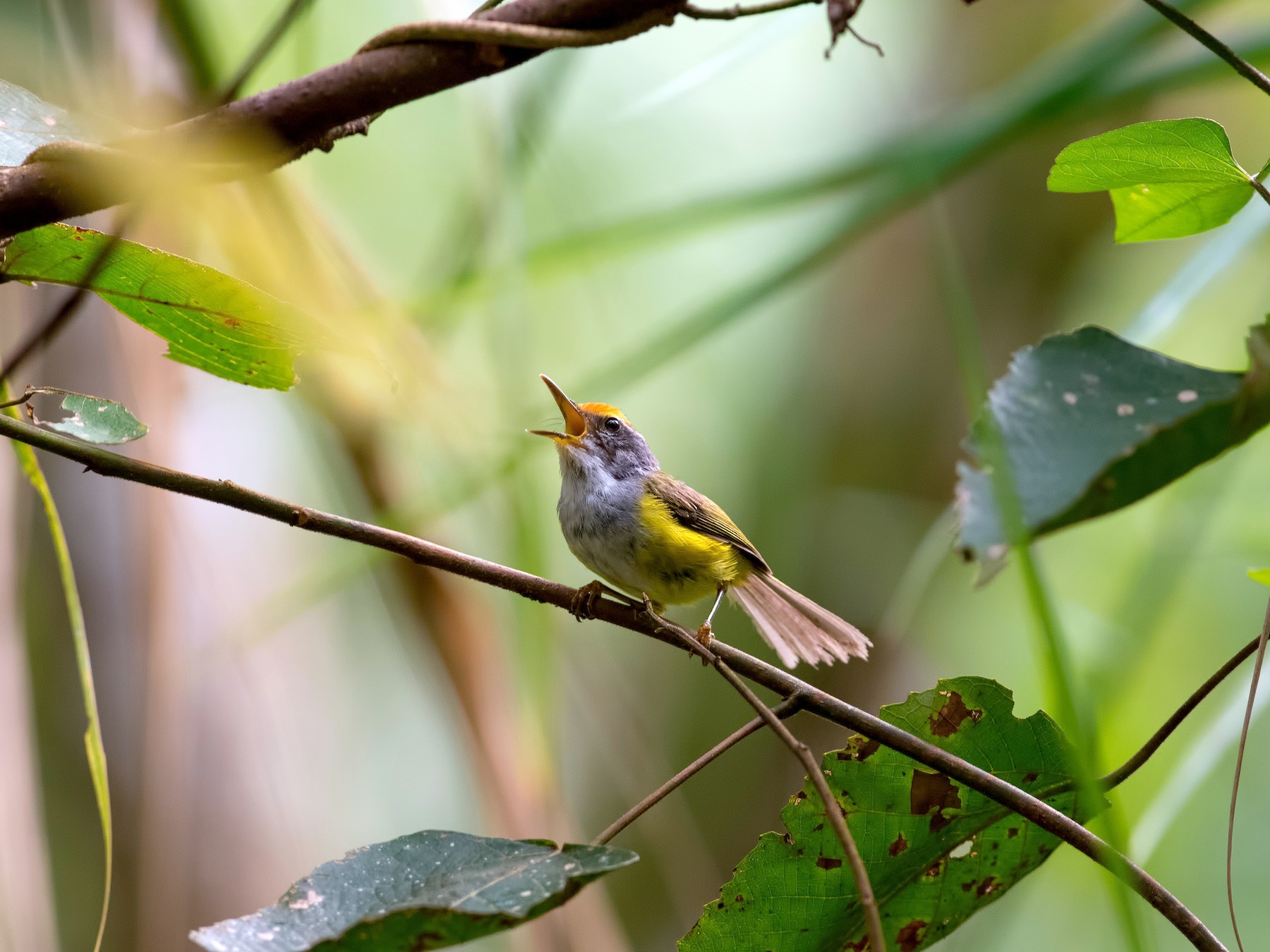 Mountain Tailorbird - eBird