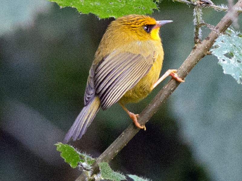 Golden Babbler - eBird