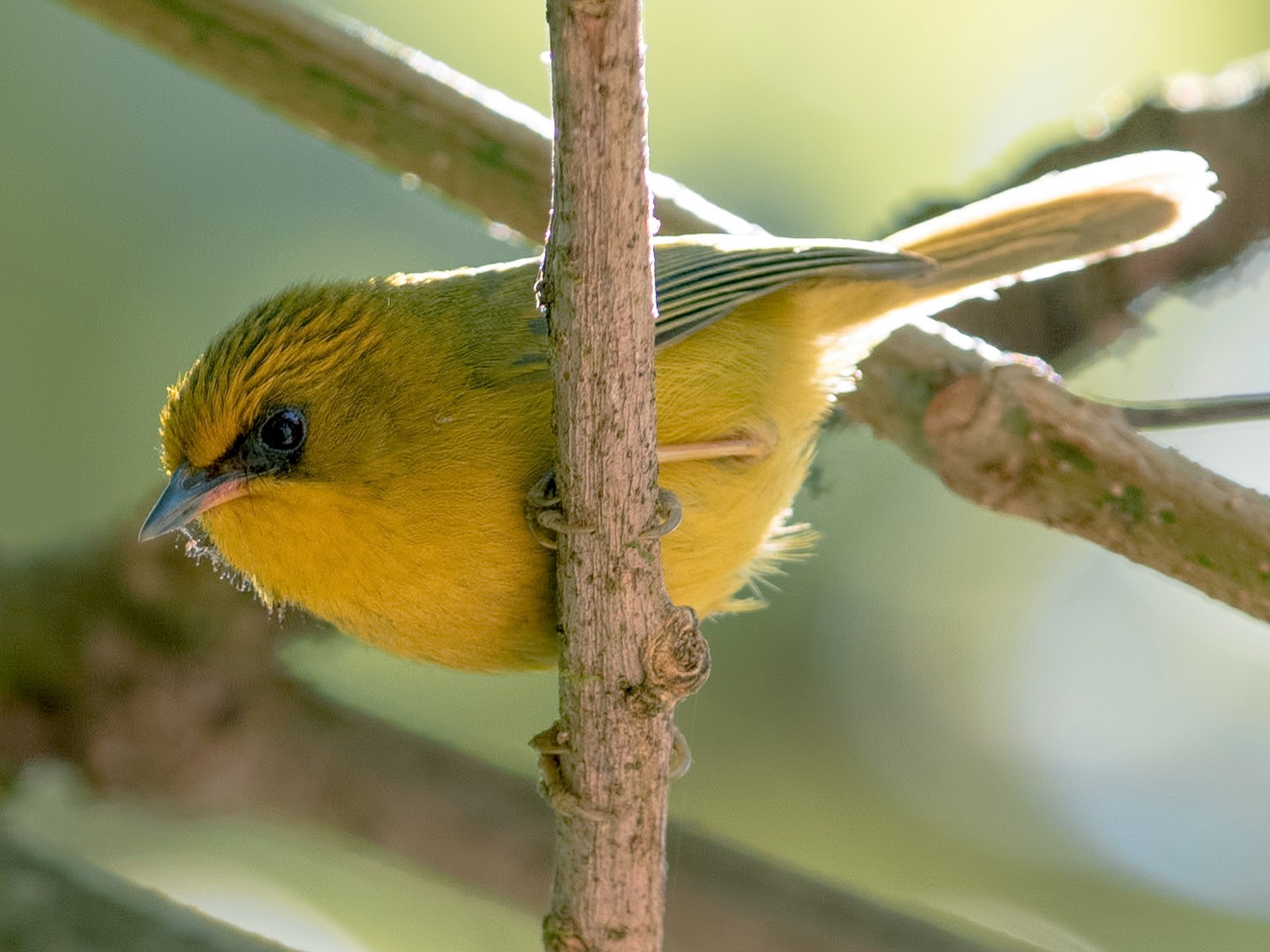 Golden Babbler - eBird