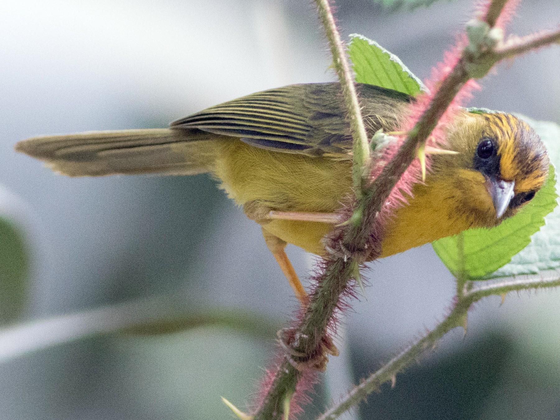 Golden Babbler - eBird