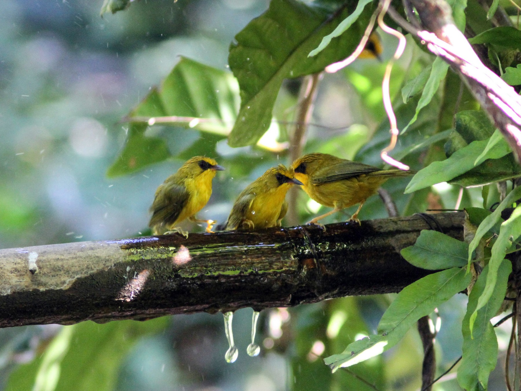 Golden Babbler - eBird