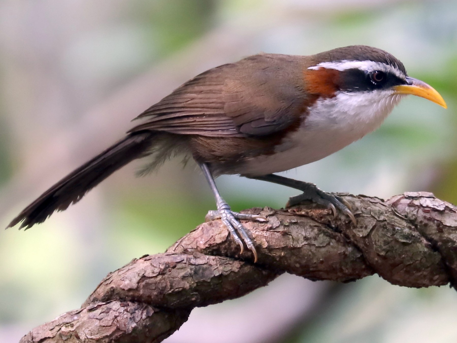 White-browed Scimitar-Babbler - eBird
