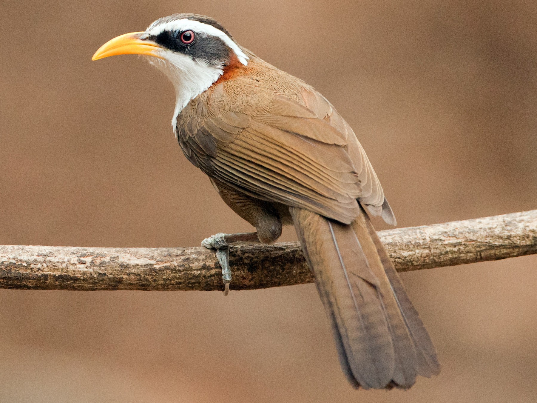 White-browed Scimitar-Babbler - eBird