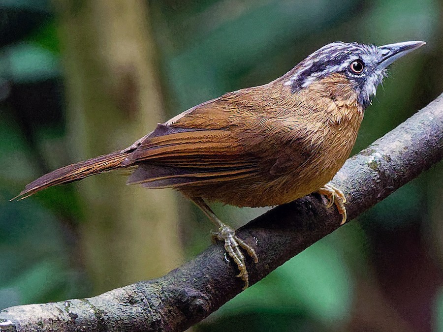 Gray-throated Babbler - eBird