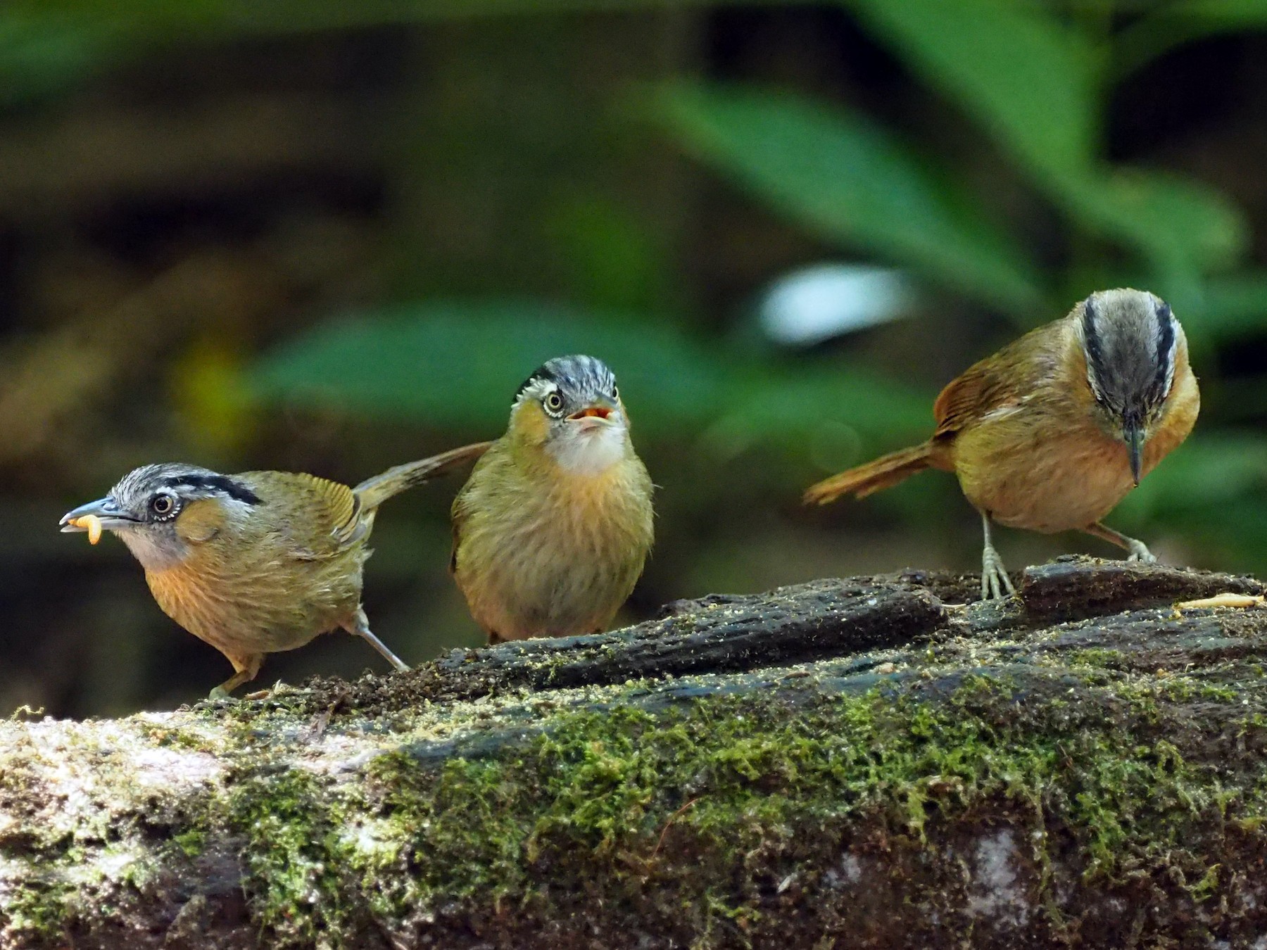 Gray-throated Babbler - eBird