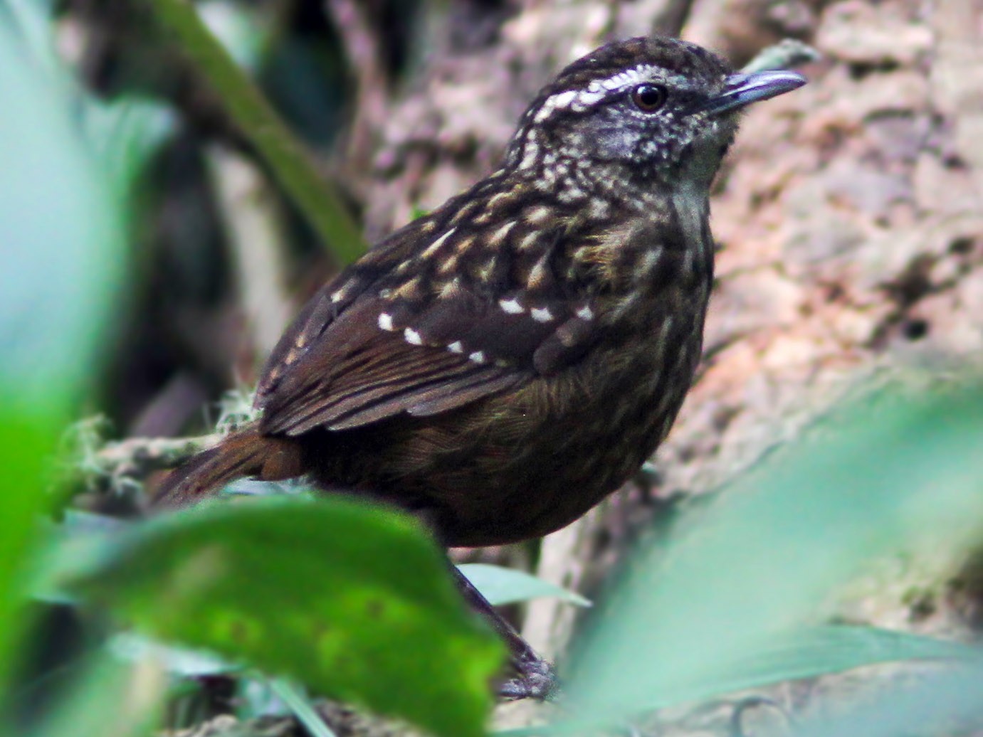 Eyebrowed Wren-Babbler - eBird