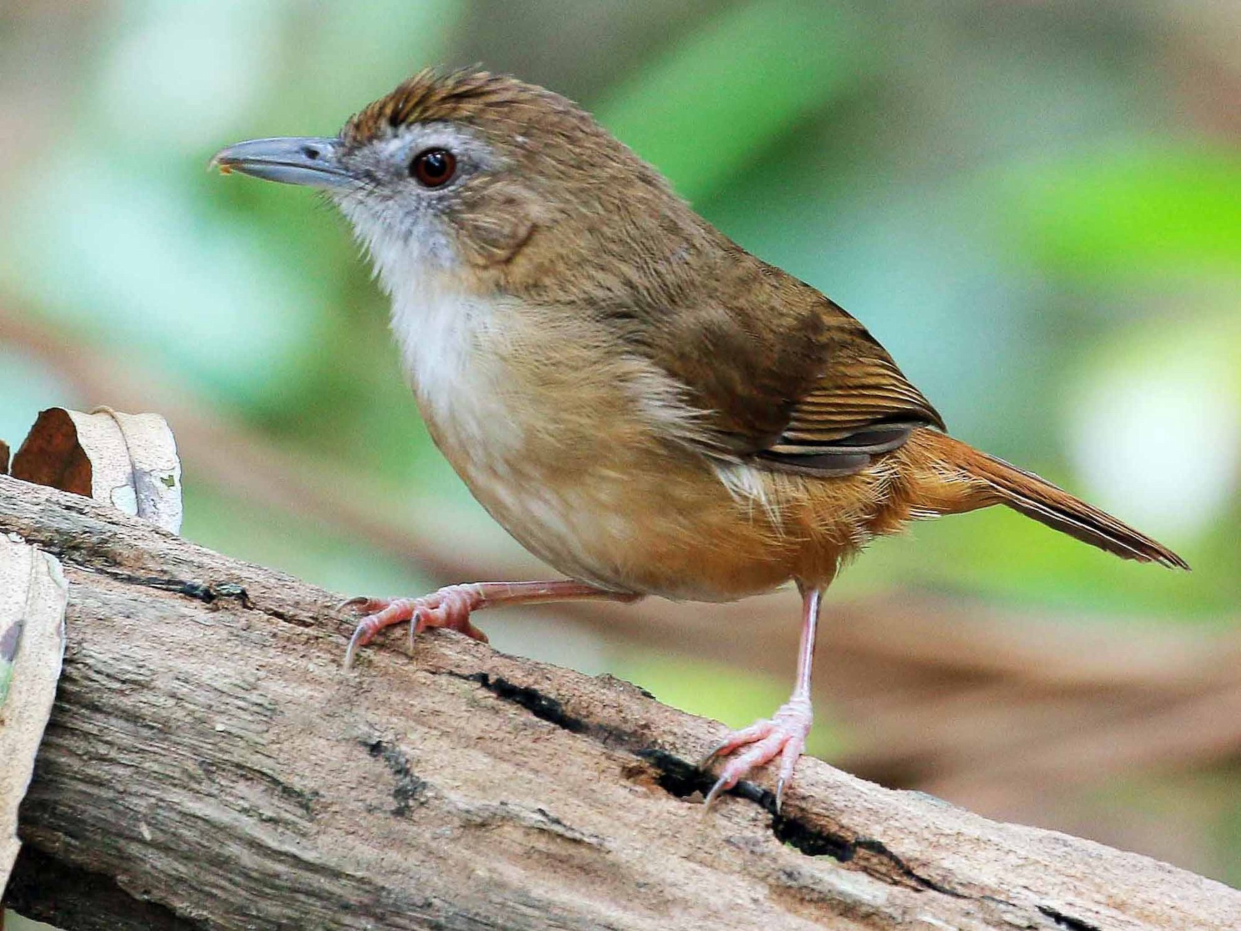 Abbott's Babbler - eBird