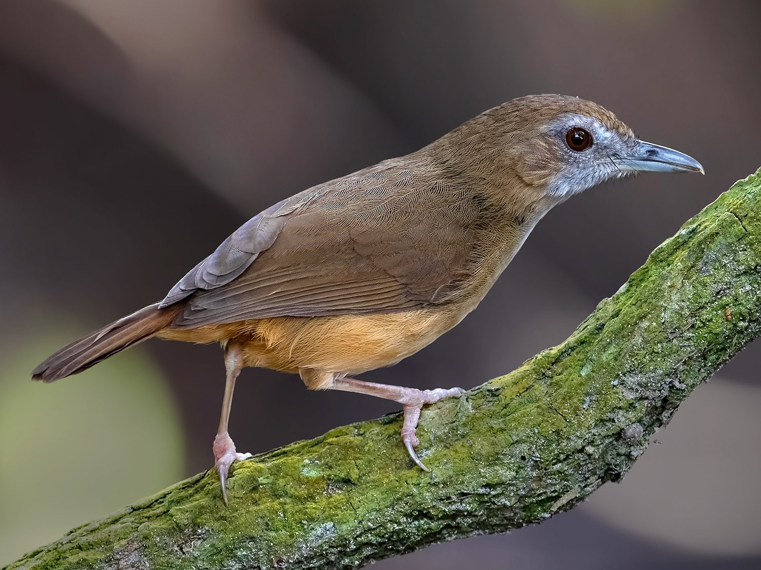 Abbott's Babbler - eBird