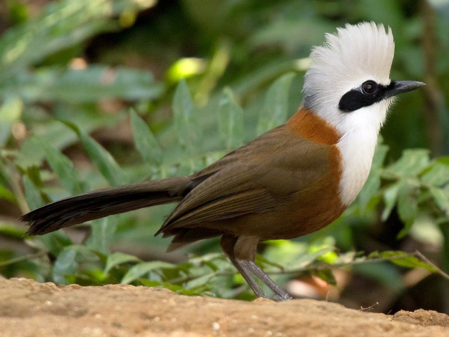 White-crested Laughingthrush - eBird