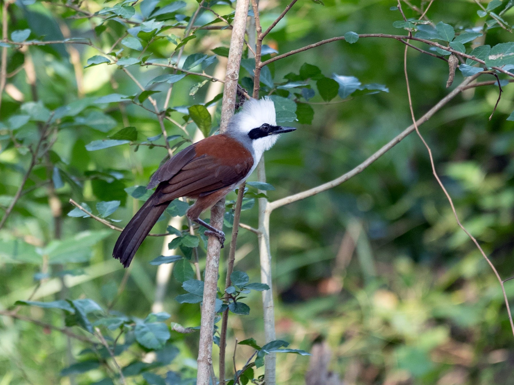 White-crested Laughingthrush - eBird