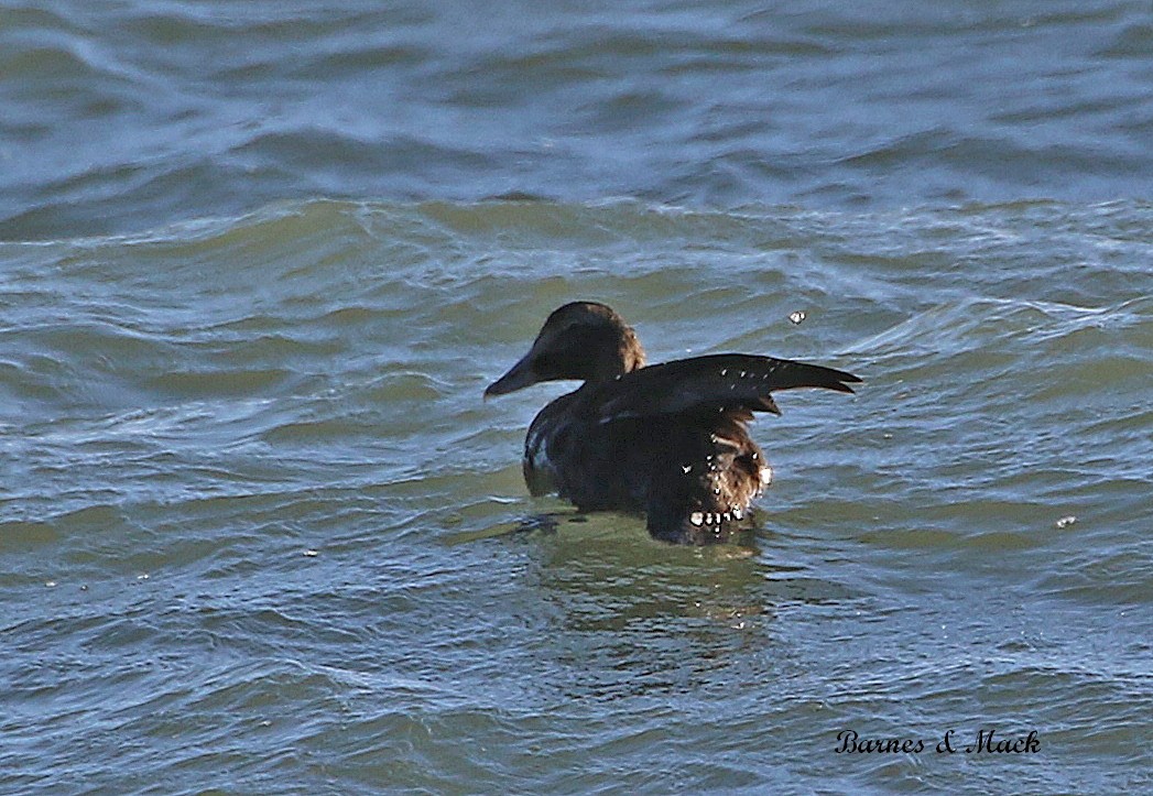 eBird Checklist - 9 Nov 2019 - **CHINCOTEAGUE NWR - 58 species (+1 ...
