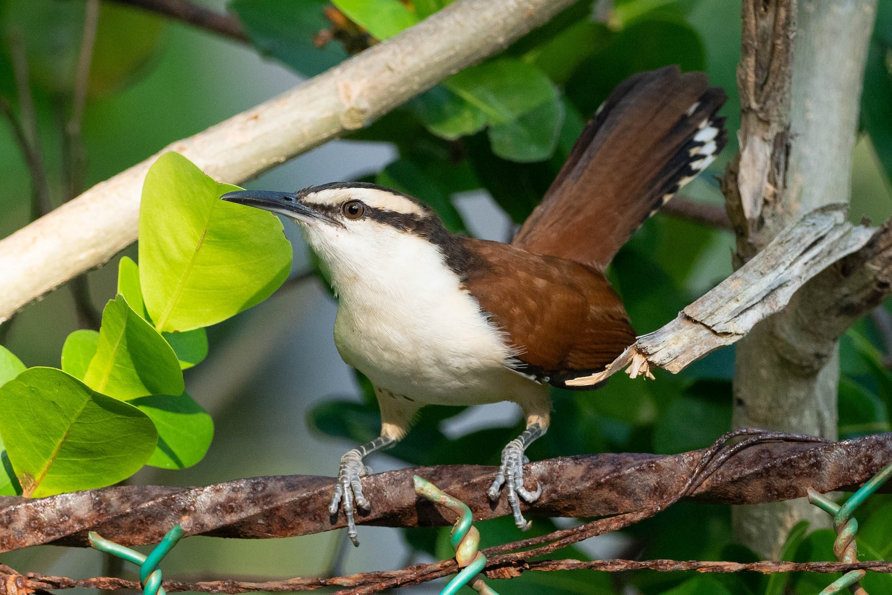 Giant Wren - eBird