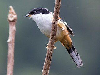 Rufous-backed Sibia - eBird