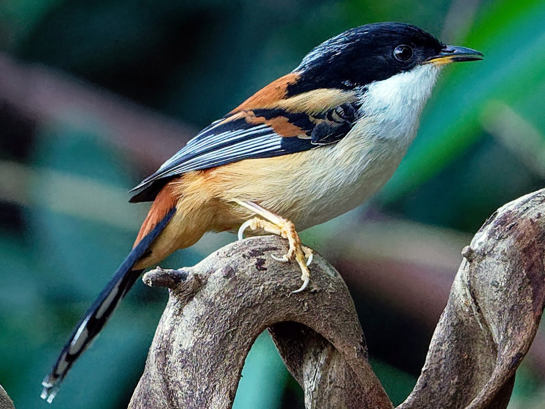 Rufous-backed Sibia - eBird