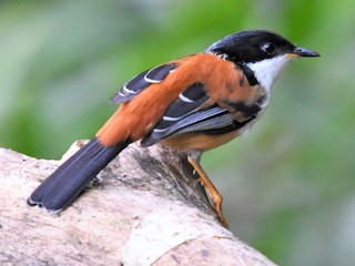 Rufous-backed Sibia - eBird