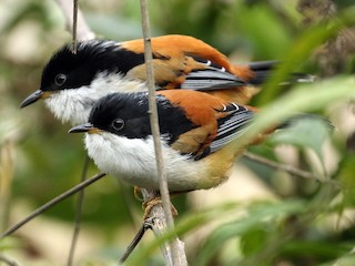 Rufous-backed Sibia - eBird