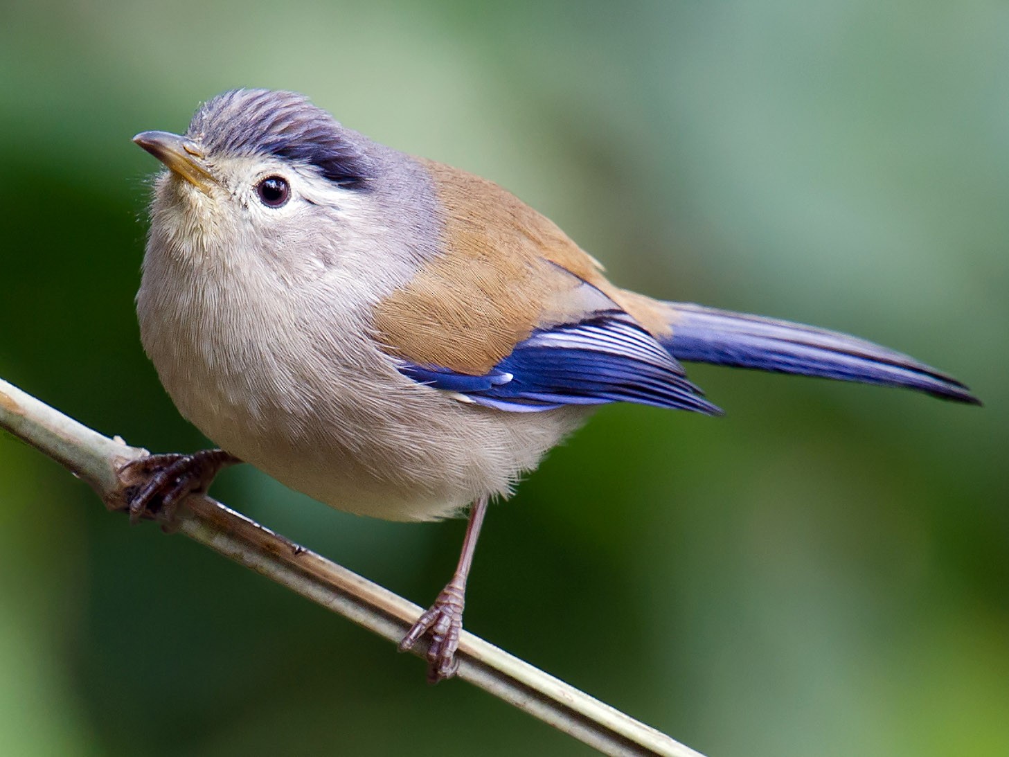 Blue-winged Minla - eBird