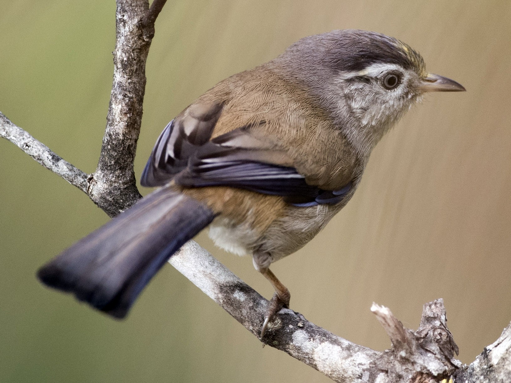 Blue-winged Minla - eBird