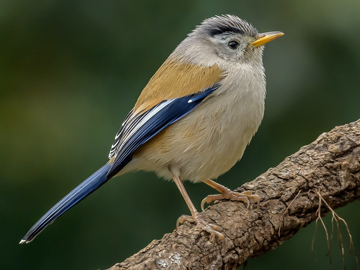 Blue-winged Minla - eBird