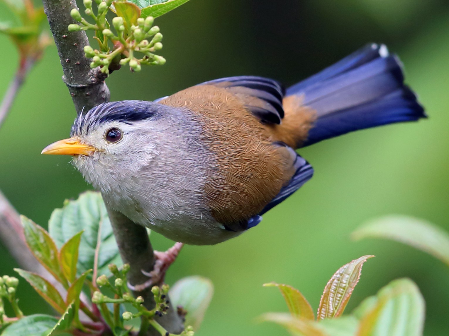 Blue-winged Minla - eBird