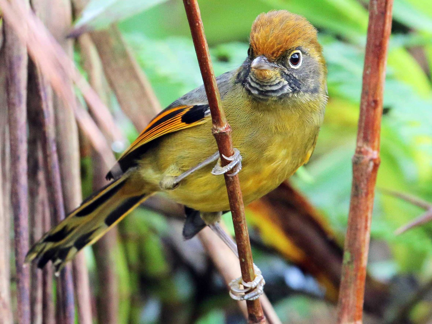 Chestnut-tailed Minla - eBird