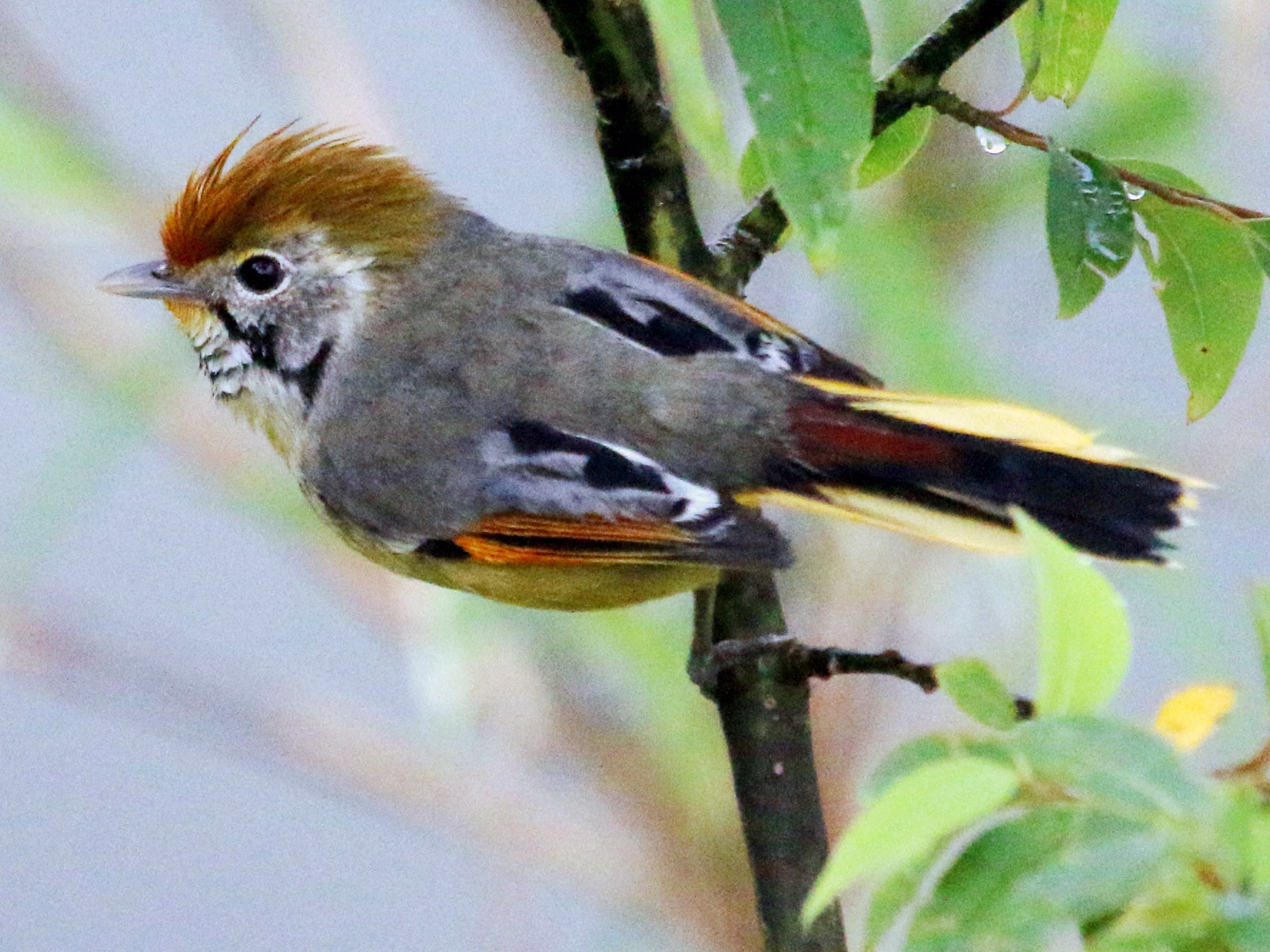 Chestnut-tailed Minla - eBird