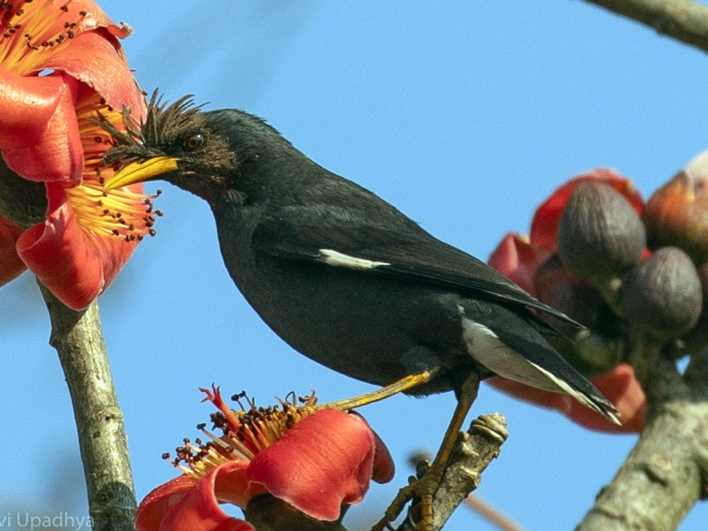 Great Myna - eBird