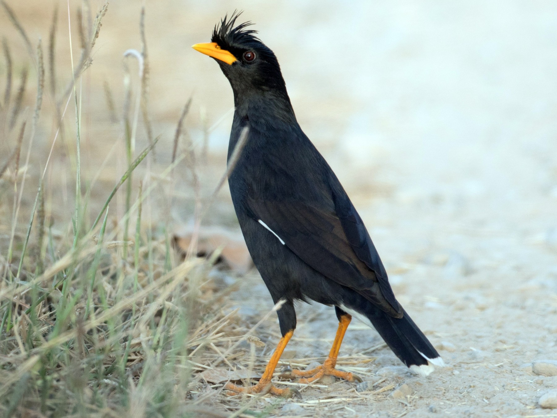 Great Myna - eBird