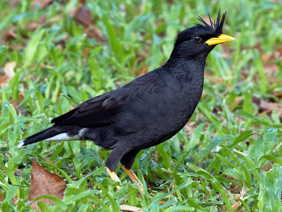 Great Myna - eBird