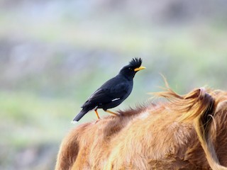 Great Myna - eBird