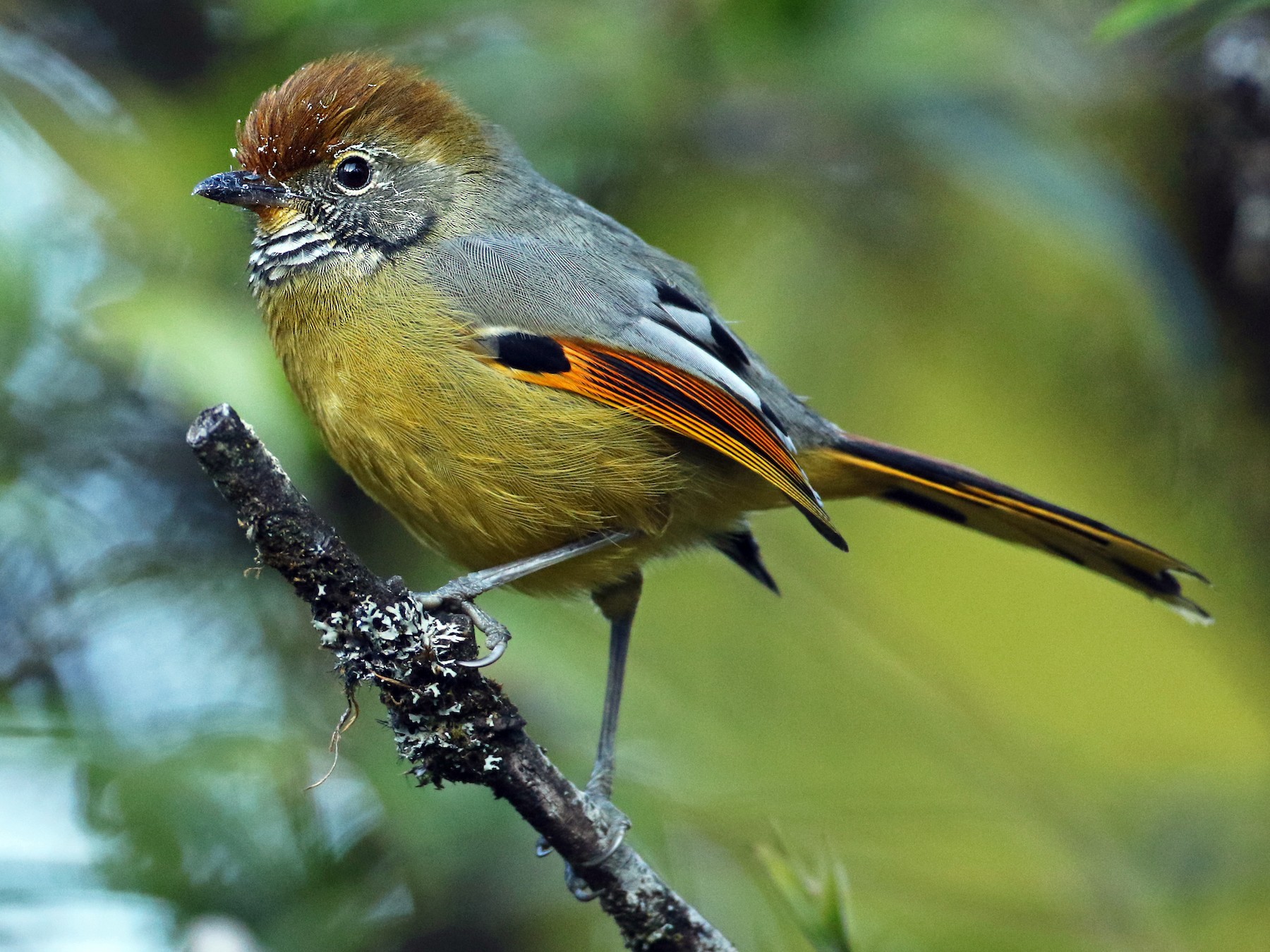 Chestnut-tailed Minla - eBird