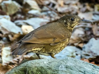 Dark-sided Thrush - eBird