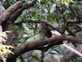 Dark-sided Thrush - eBird