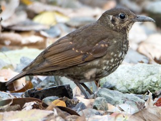 Dark-sided Thrush - eBird