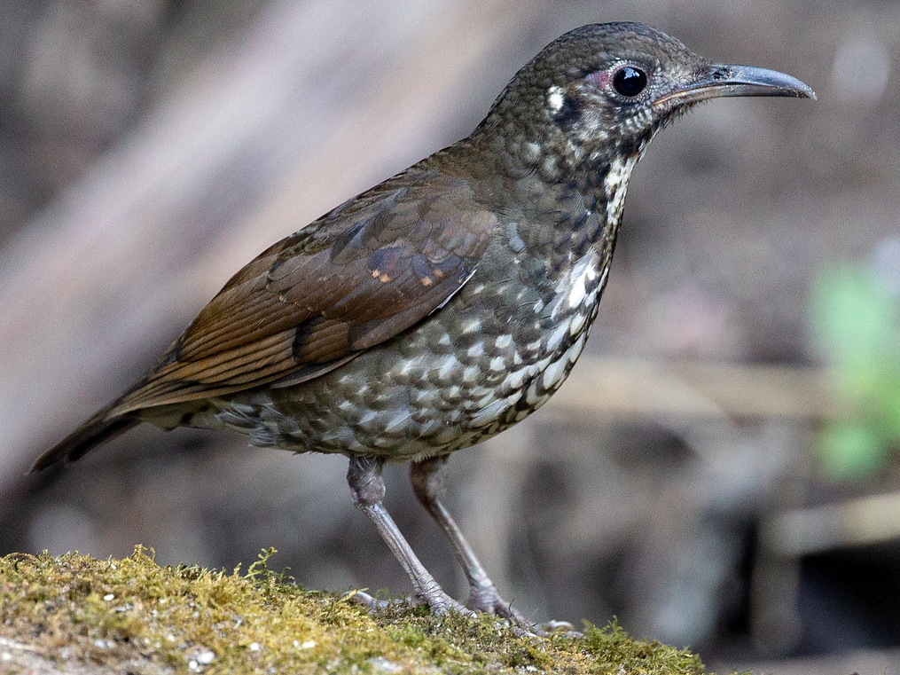 Black Thrush Bird