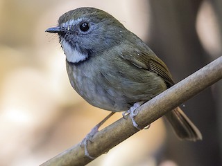 White-gorgeted Flycatcher - eBird